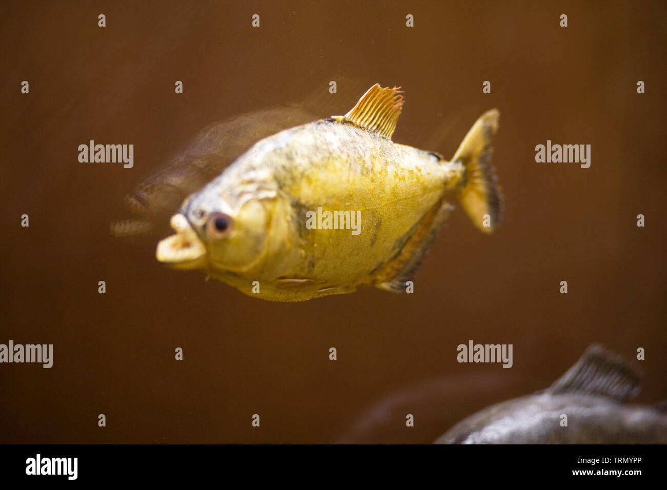 Piranha Fish, Museum of Natural science, Amazônia, Manaus, Amazonas ...