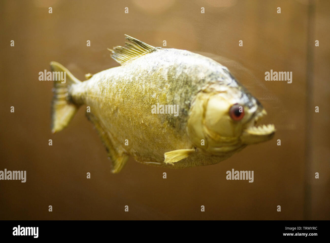 Piranha Fish, Museum of Natural science, Amazônia, Manaus, Amazonas ...