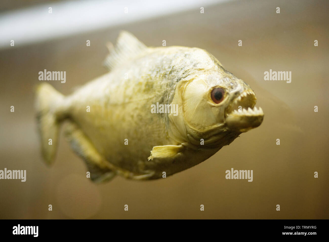 Piranha Fish, Museum of Natural science, Amazônia, Manaus, Amazonas ...