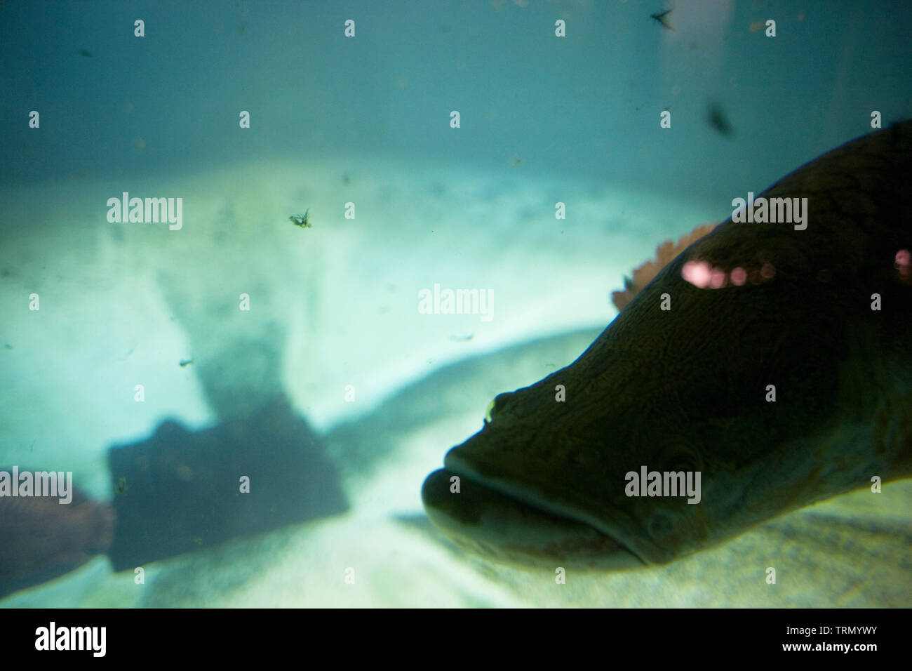 Pirarucús hi-res stock photography and images - Alamy