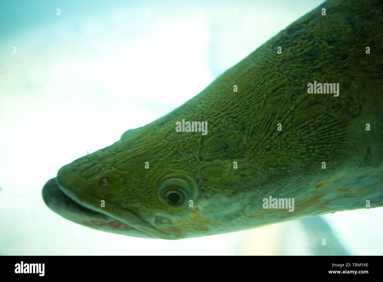 Pirarucu Fish, Museum of Natural science, Amazônia, Manaus, Amazonas ...