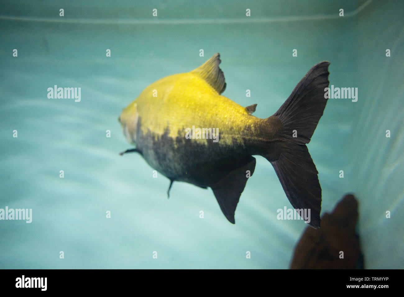 Tambaqui Fish, Museum of Natural science, Amazônia, Manaus, Amazonas ...