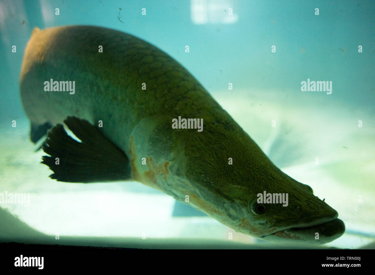 Pirarucu Fish High Resolution Stock Photography and Images - Alamy