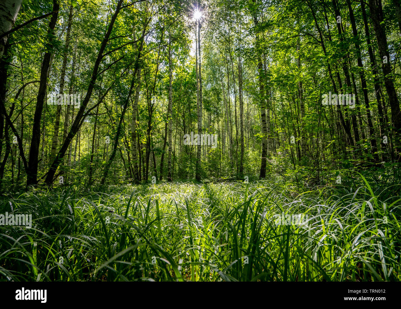 beautiful summer landscape, the sun's rays make their way through the ...