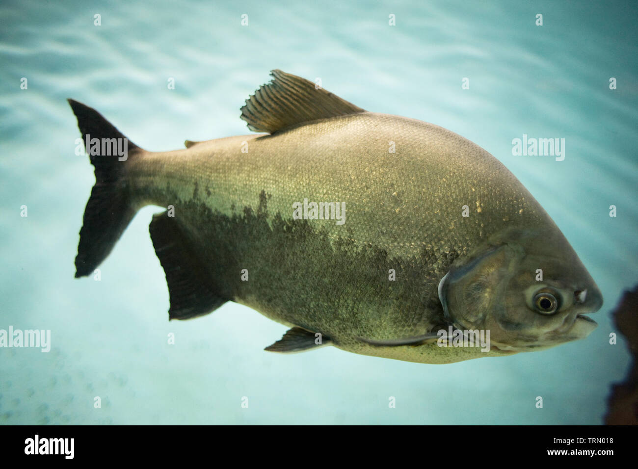 Tambaqui Fish, Museum of Natural science, Amazônia, Manaus, Amazonas ...