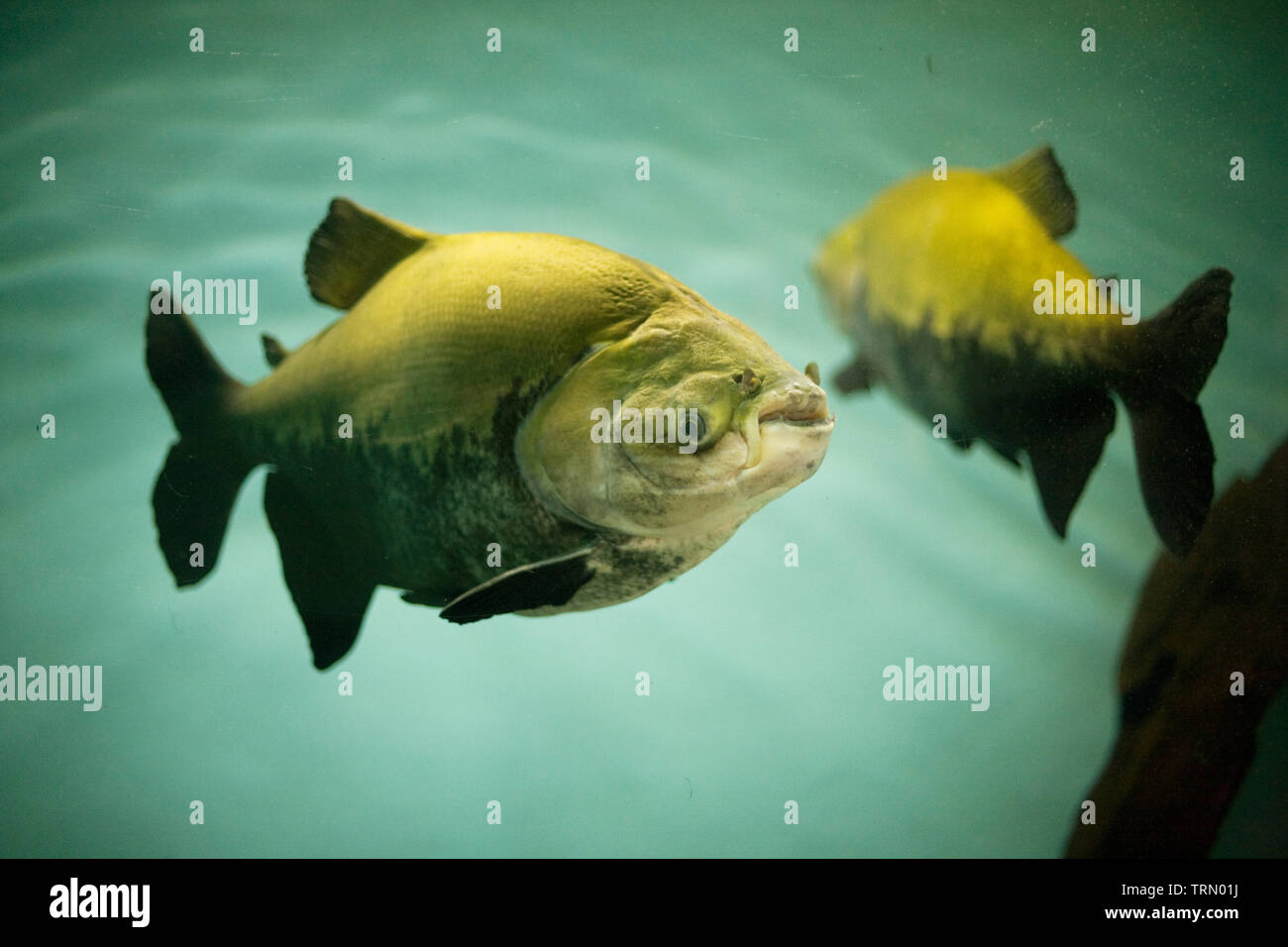 Tambaqui Fish, Museum of Natural science, Amazônia, Manaus, Amazonas ...