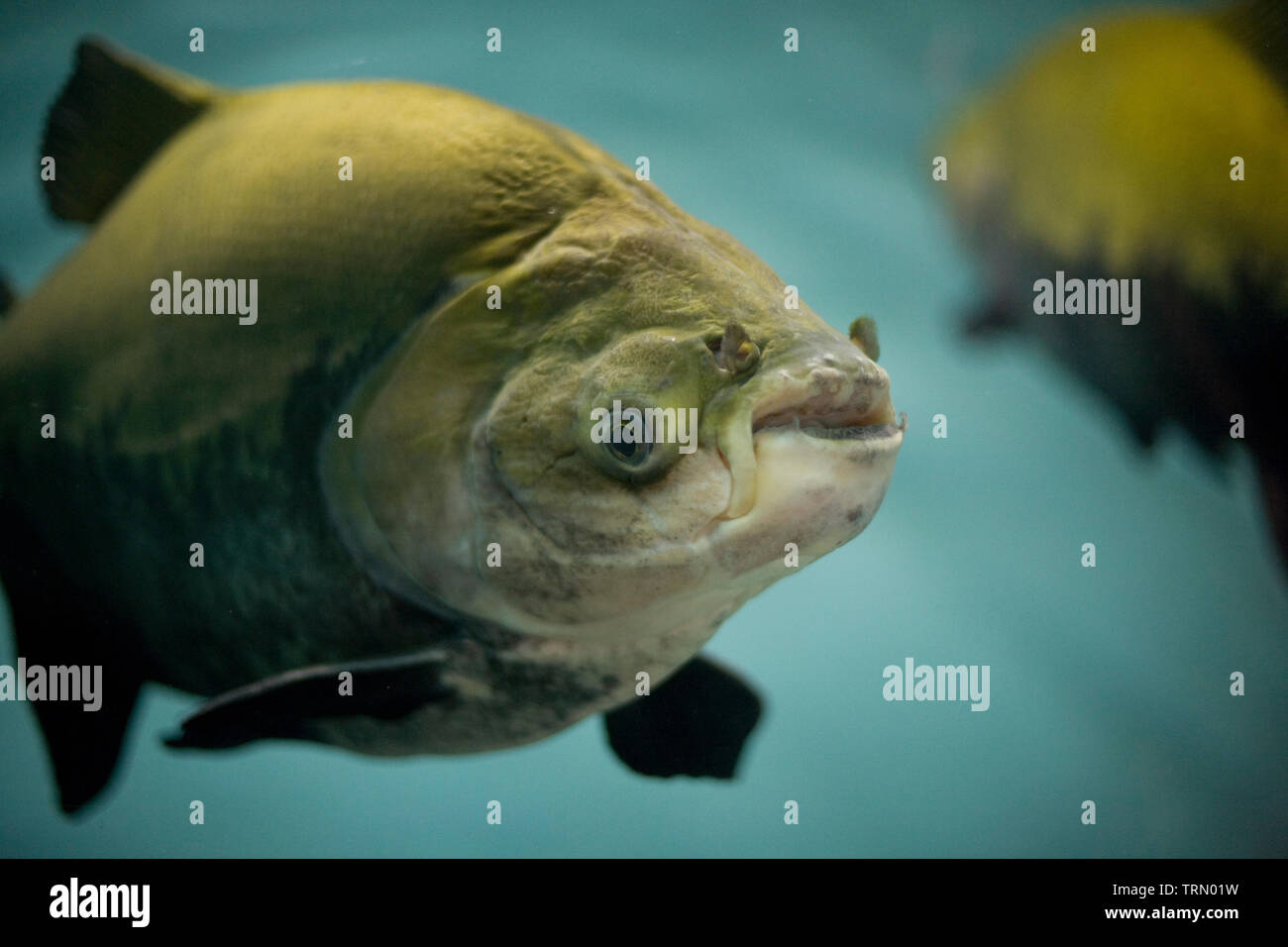 Tambaqui Fish, Museum of Natural science, Amazônia, Manaus, Amazonas ...