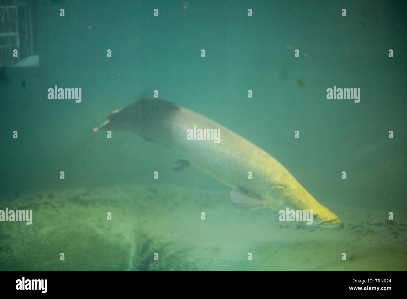 Pirarucu fish hi-res stock photography and images - Alamy