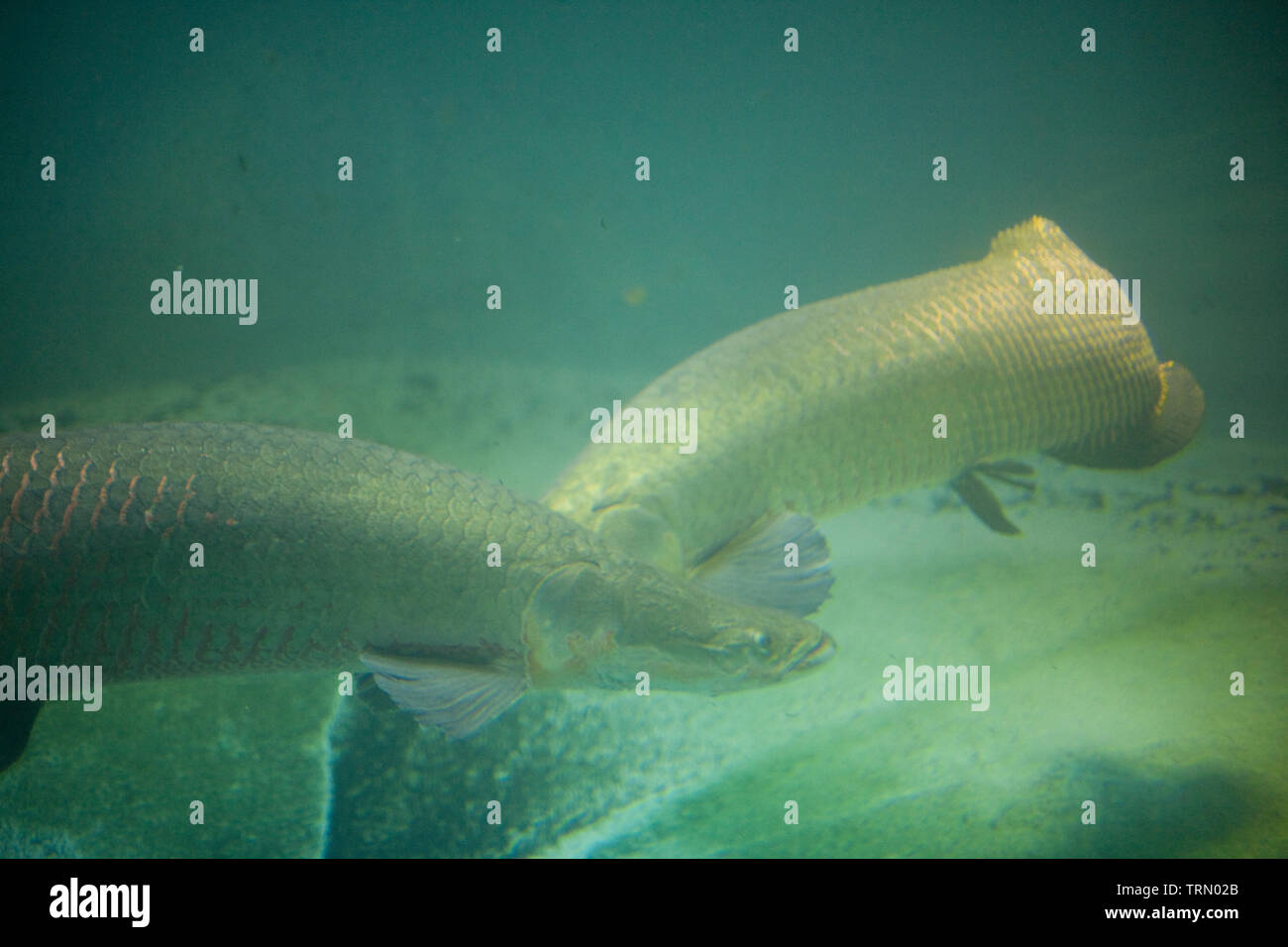Manaus amazonas museum hi-res stock photography and images - Alamy