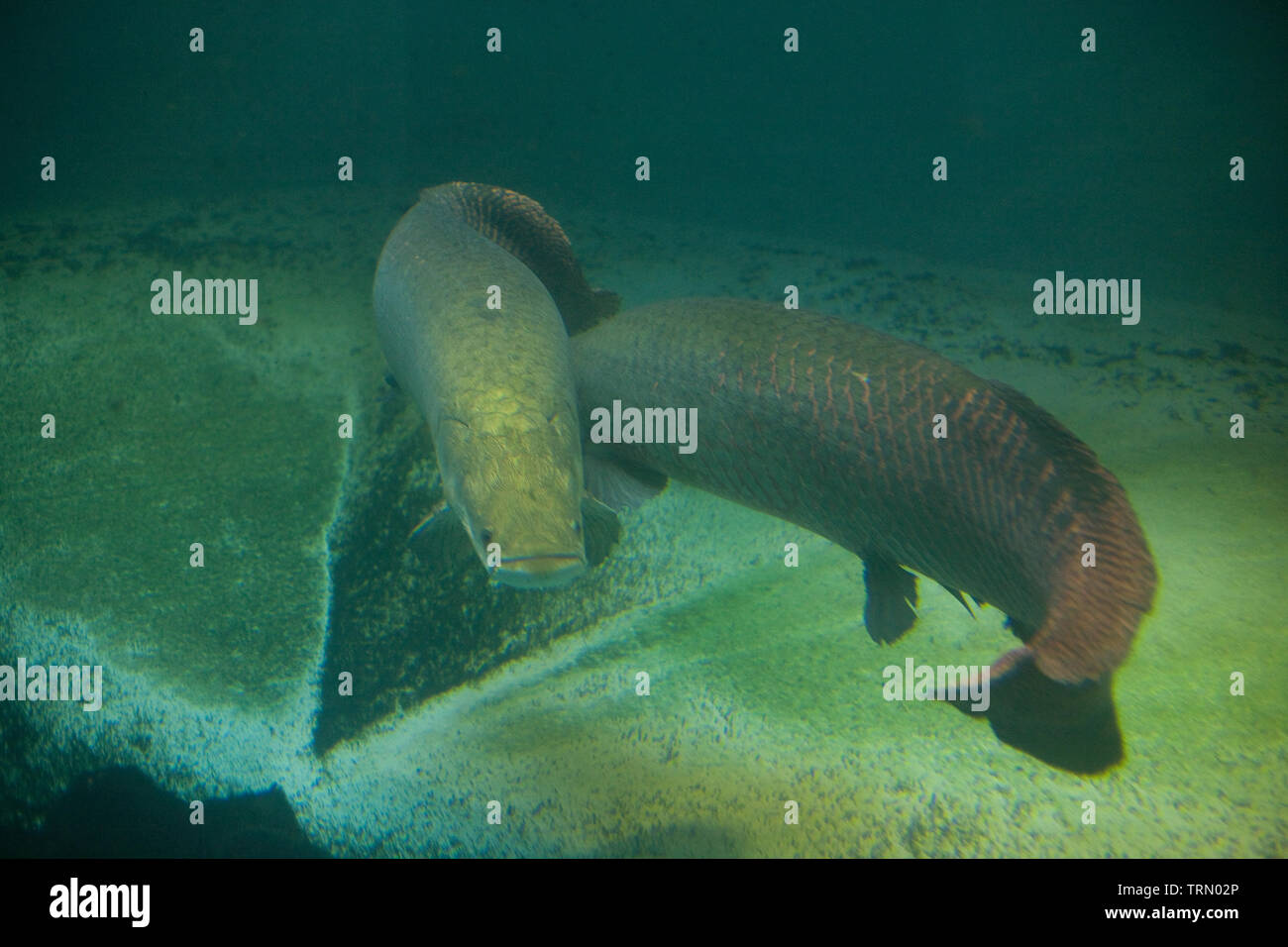 Pirarucu Fish, Museum of Natural science, Amazônia, Manaus, Amazonas ...