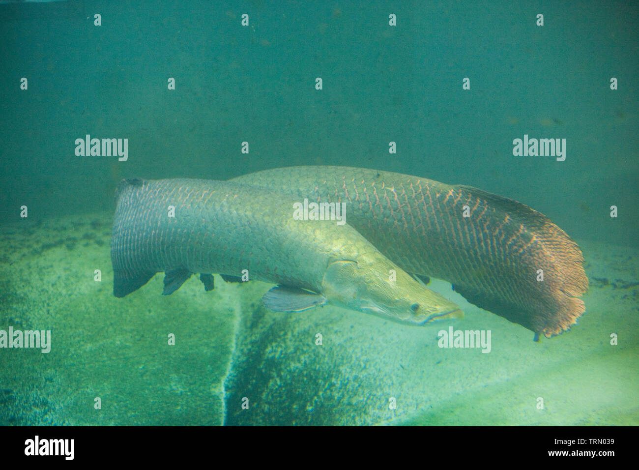 Manaus amazonas museum hi-res stock photography and images - Alamy