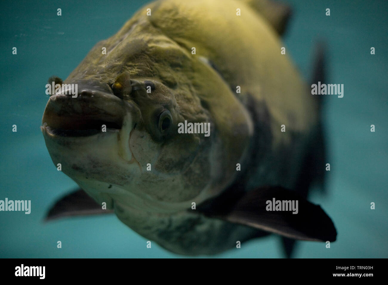Tambaqui Fish, Museum of Natural science, Amazônia, Manaus, Amazonas ...