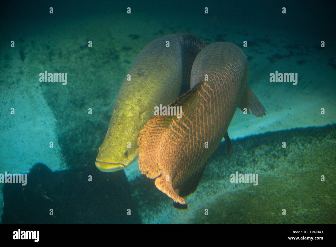 Pirarucu Fish, Museum of Natural science, Amazônia, Manaus, Amazonas ...