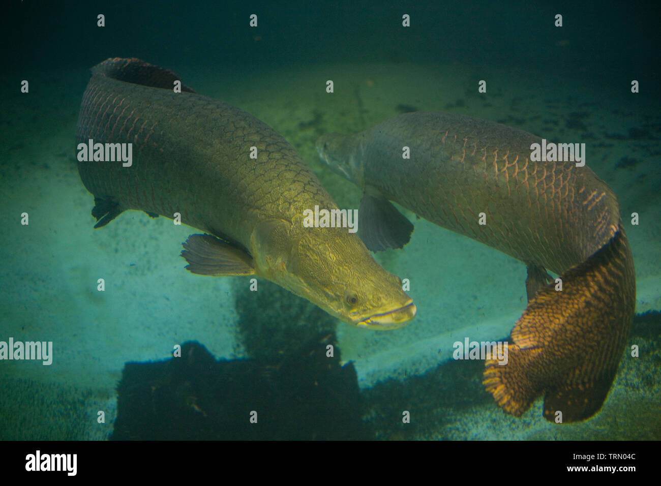 Pirarucu Fish, Museum of Natural science, Amazônia, Manaus, Amazonas ...