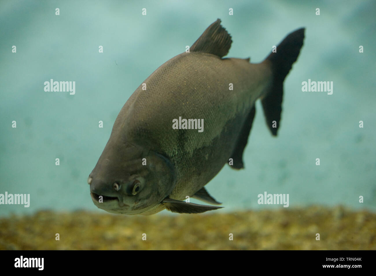 Tambaqui fish hi-res stock photography and images - Alamy