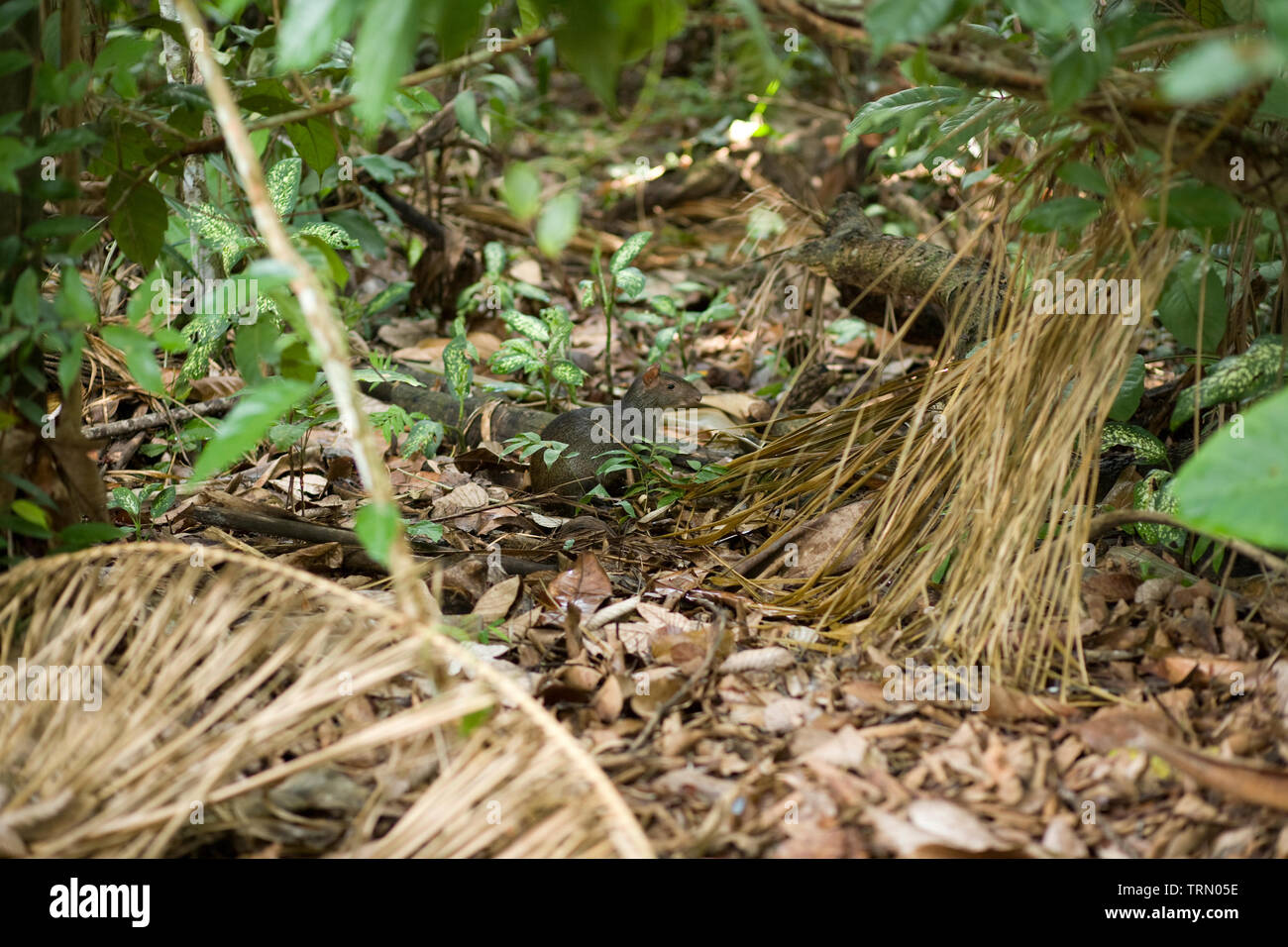 Mouse, Amazônia National institute of Researches, Manaus, Amazonas ...