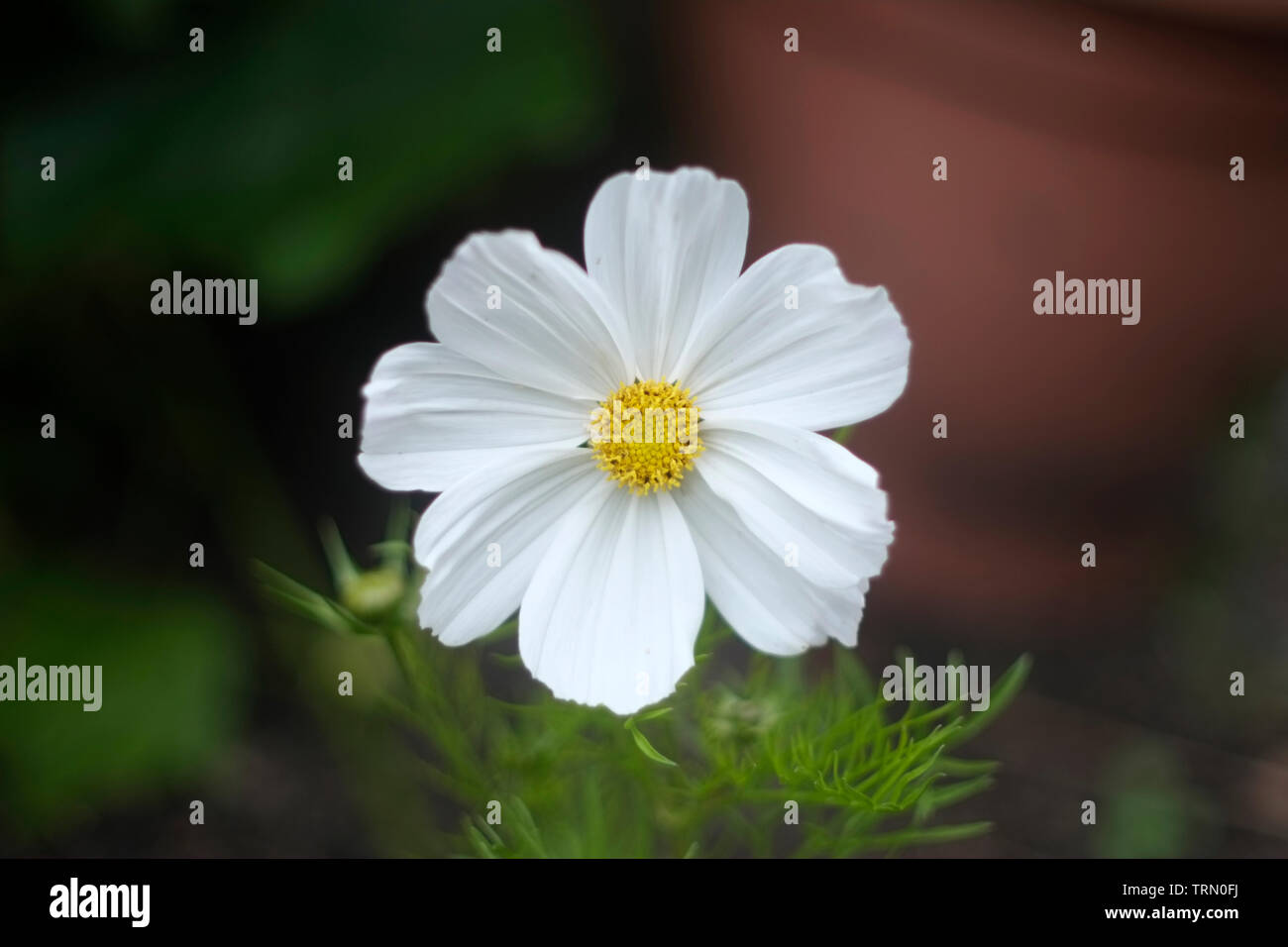 White cosmos flower hi-res stock photography and images - Alamy