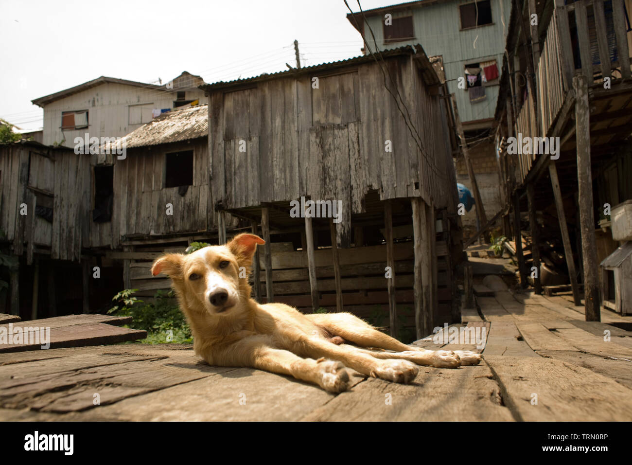 Manaus brazil slum hi-res stock photography and images - Alamy