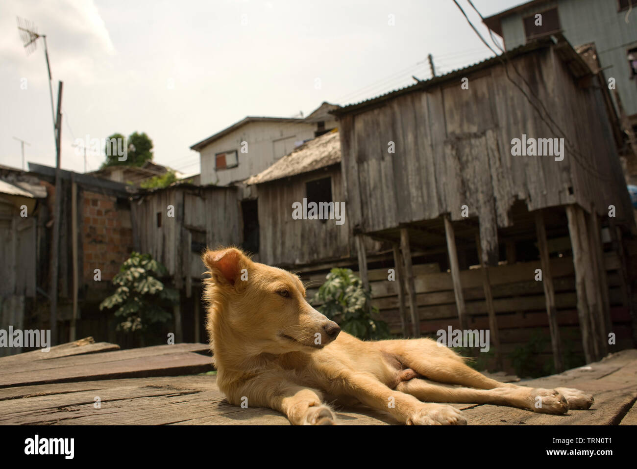Manaus brazil slum hi-res stock photography and images - Alamy