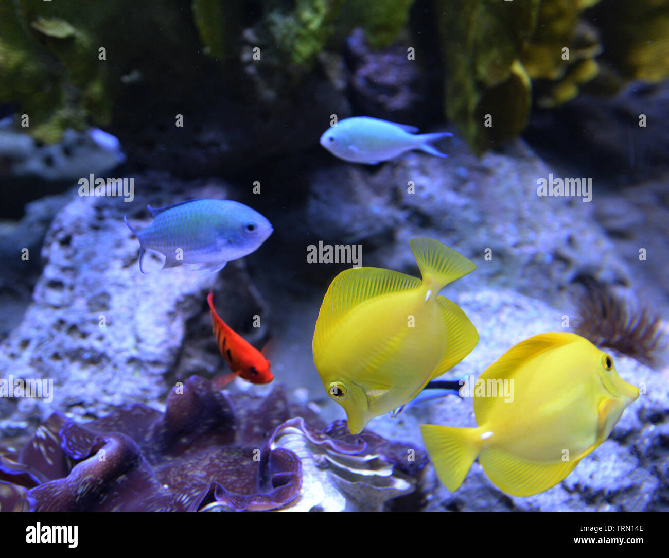 Zebrasoma flavescens - Yellow Tang fish in aquarium / coral reef fish ...