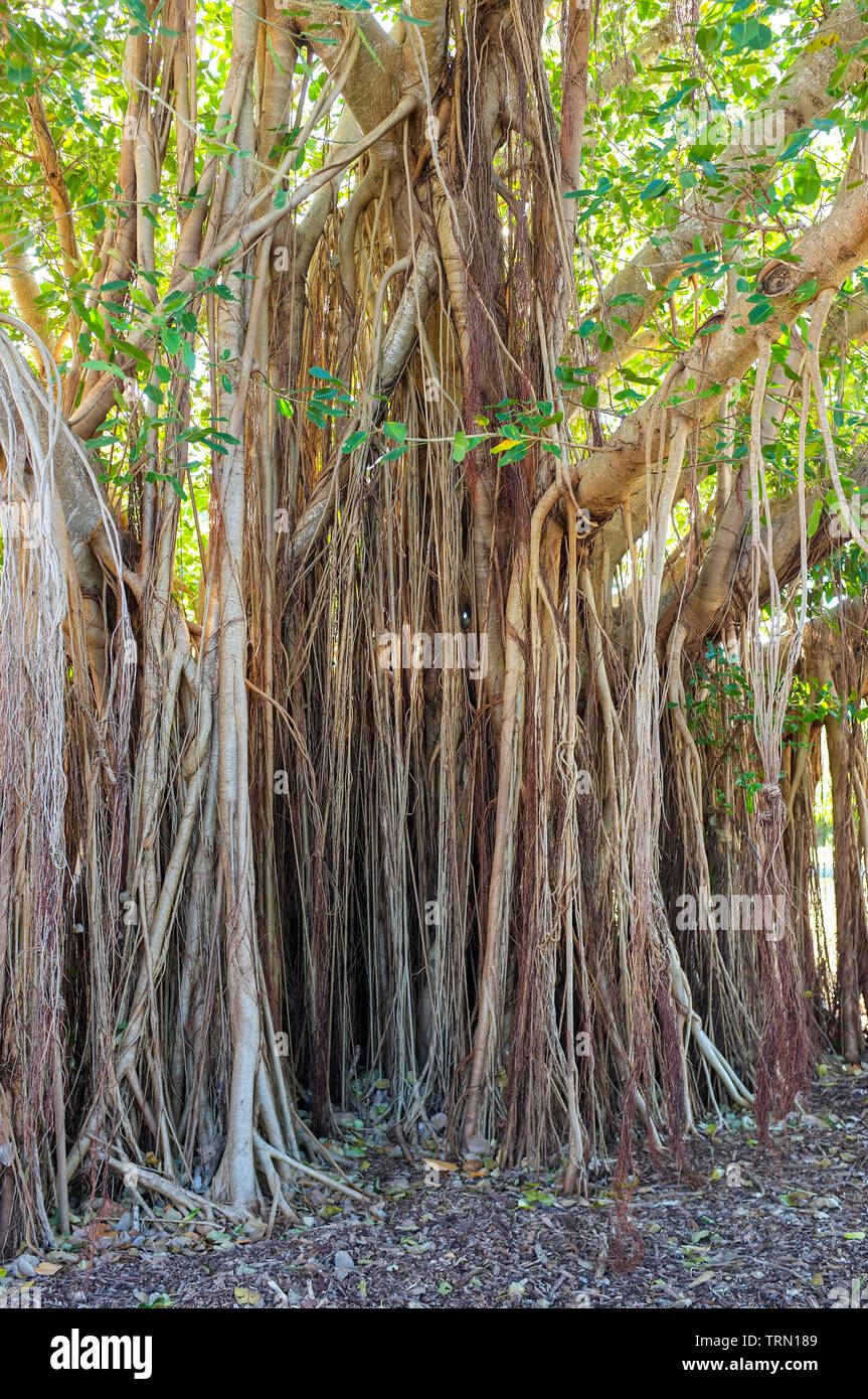 Banyan tree also known as strangler fig or strangler tree Stock Photo ...
