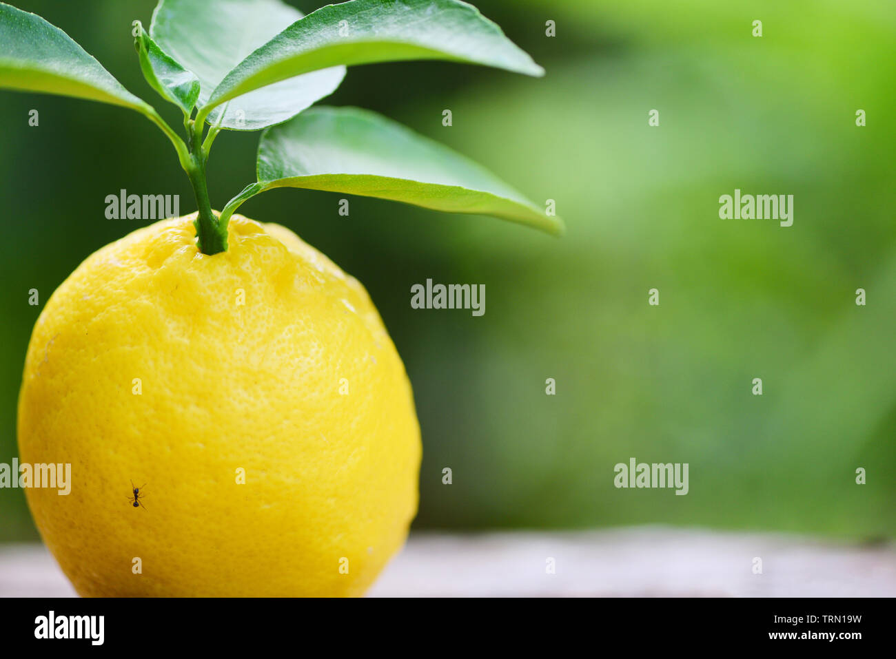 Ant on the lemon fruit on nature green background on summer / Fresh ...