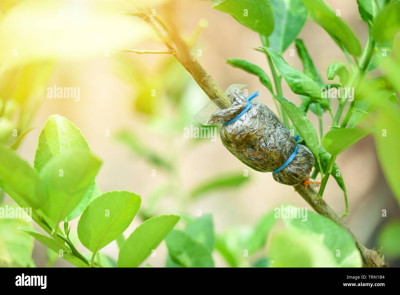 grafting tree plant on lemon tree branch in organic agriculture farm ...