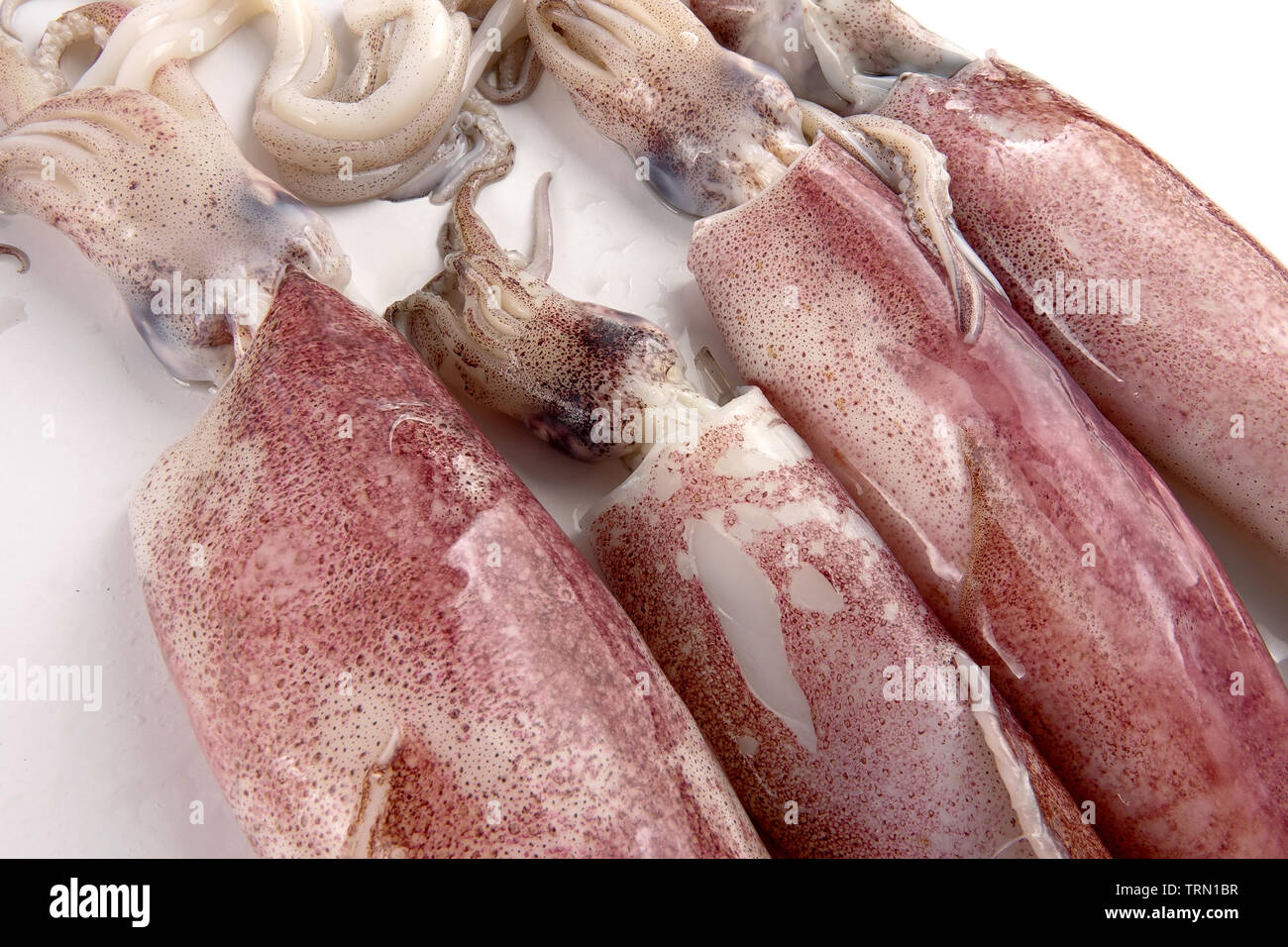 Fresh squid isolated on white background Stock Photo - Alamy