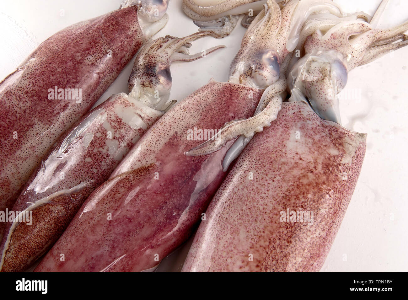 Fresh squid isolated on white background Stock Photo - Alamy