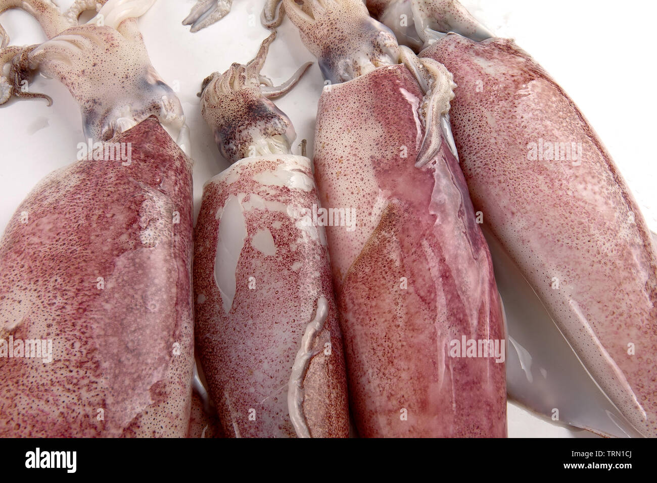 Fresh squid isolated on white background Stock Photo - Alamy