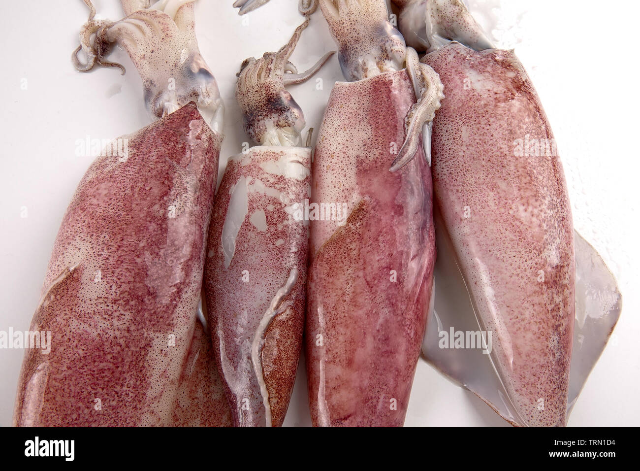 Fresh squid isolated on white background Stock Photo - Alamy