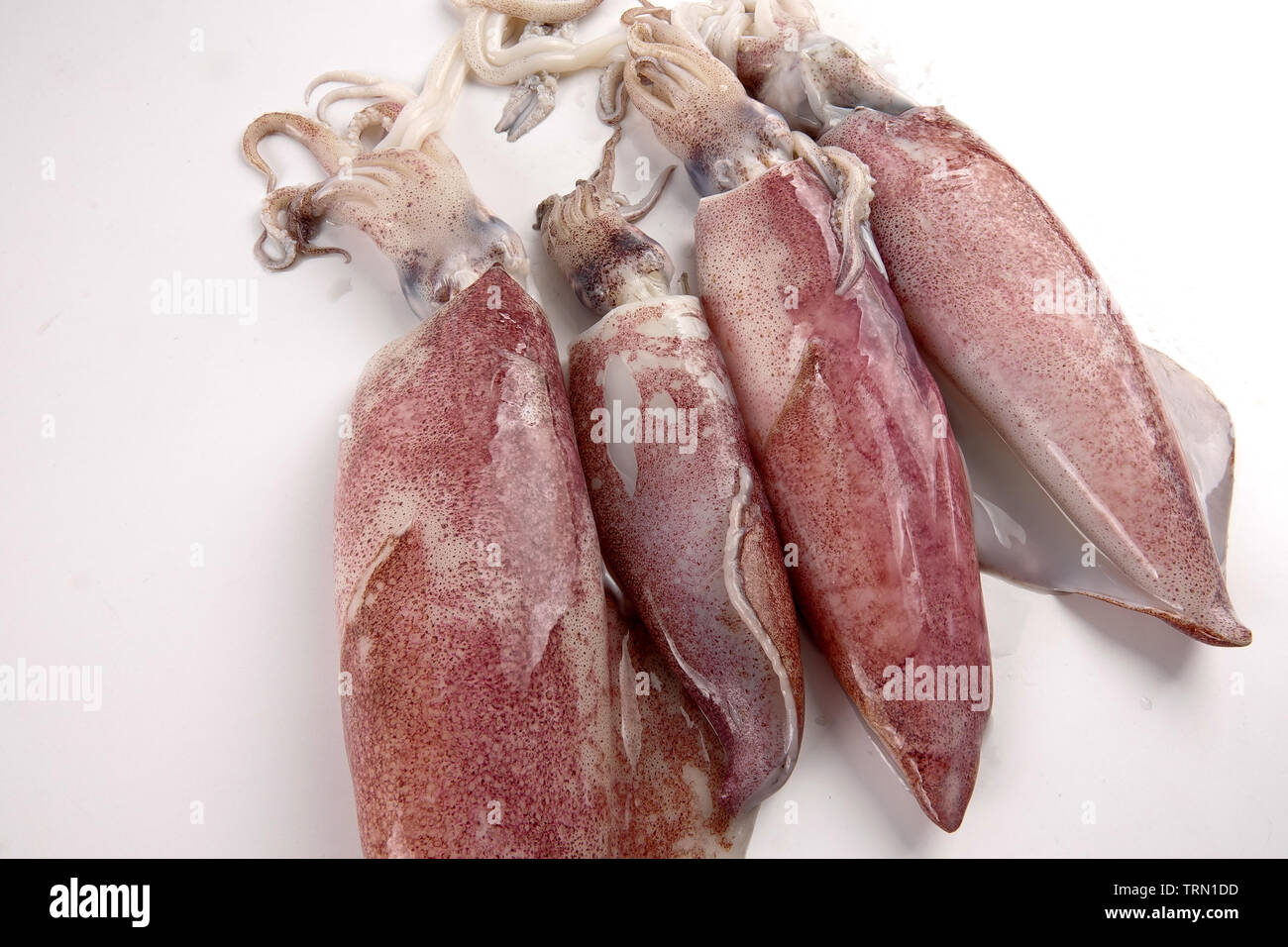 Fresh squid isolated on white background Stock Photo - Alamy