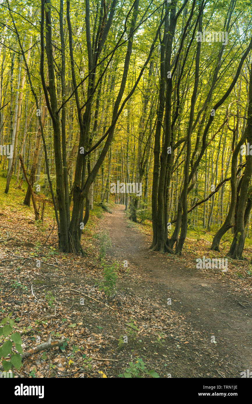 vitosha mountain forest in Bulgaria Stock Photo - Alamy