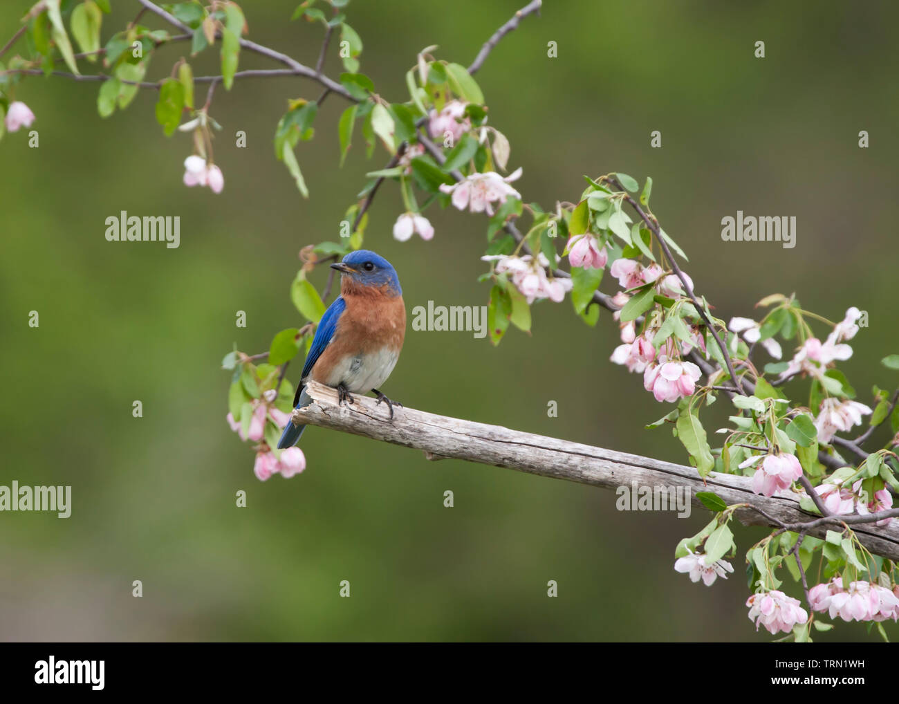 Blue birds eastern bluebird hi-res stock photography and images - Alamy