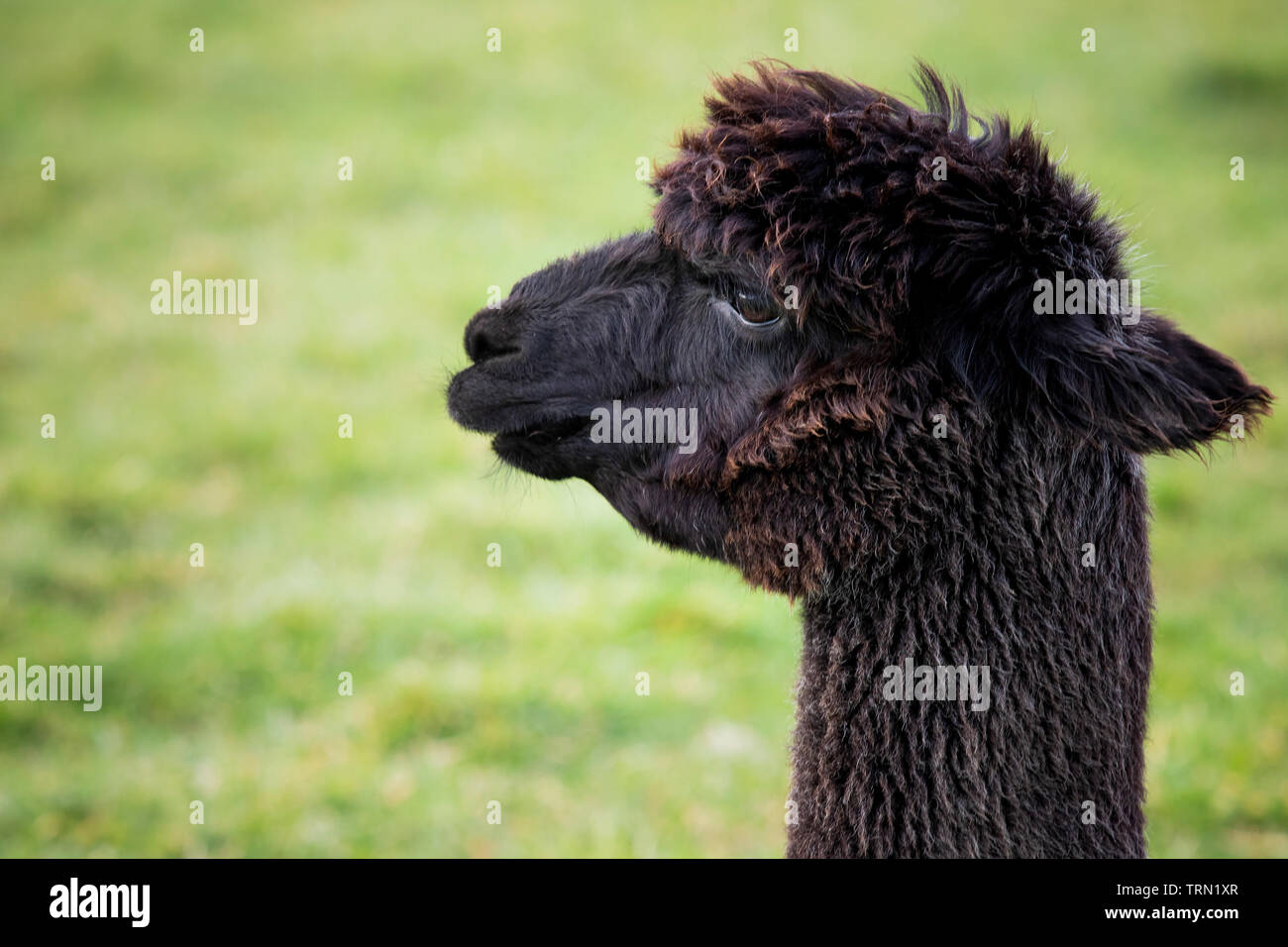 Mouth nose lama hi-res stock photography and images - Alamy