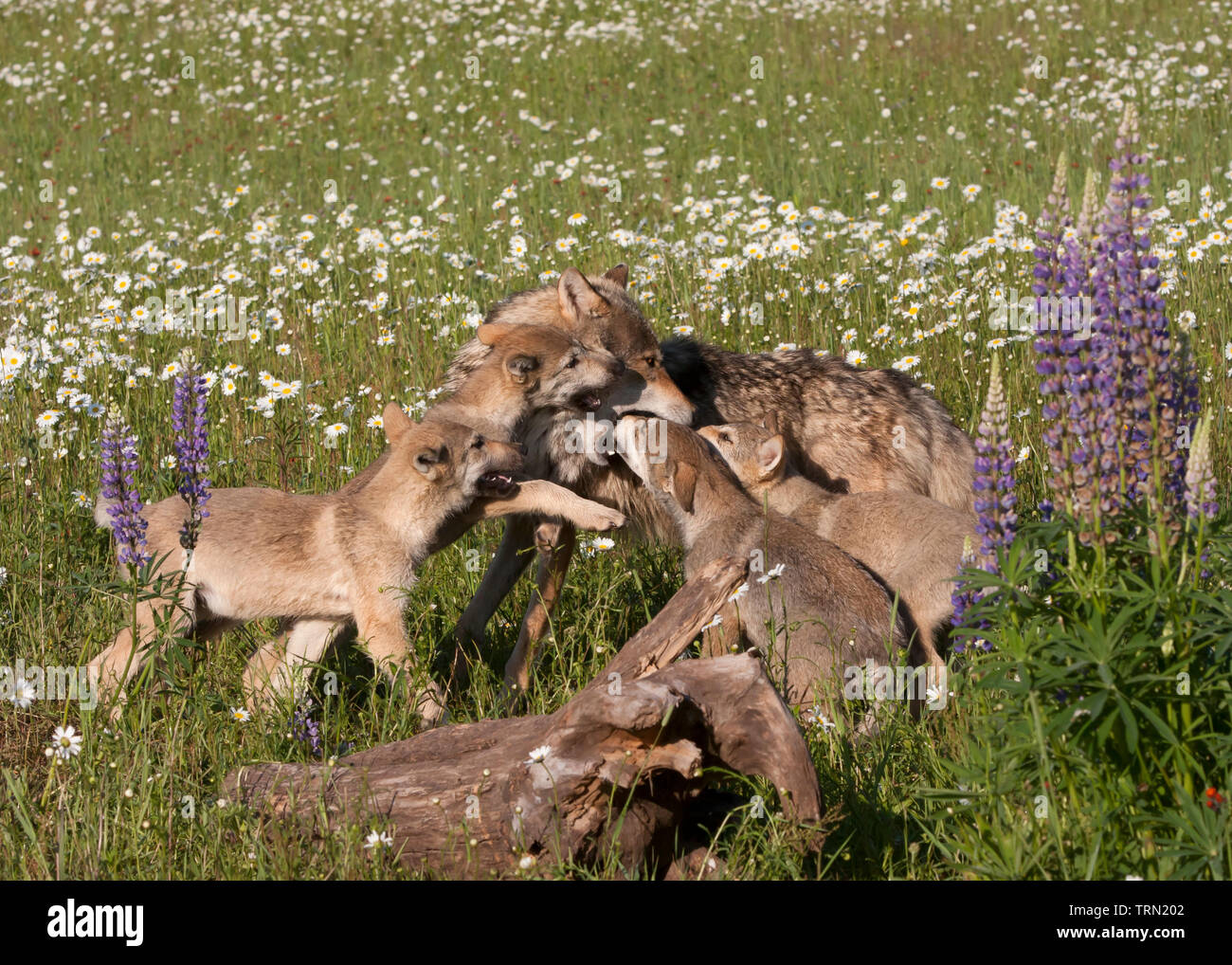 Wolf Puppies and Mom Playing in Wildflowers Stock Photo - Alamy