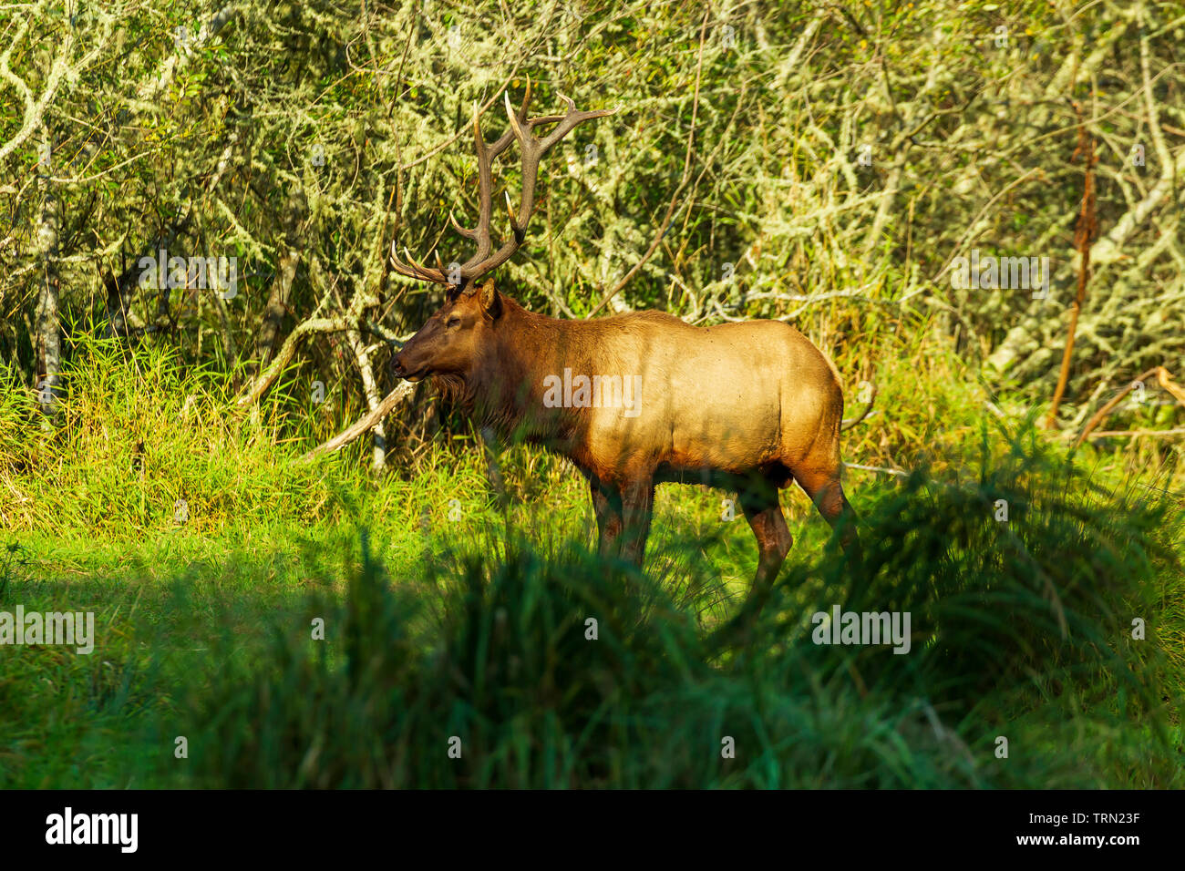 Redwood national park animal hi-res stock photography and images - Alamy