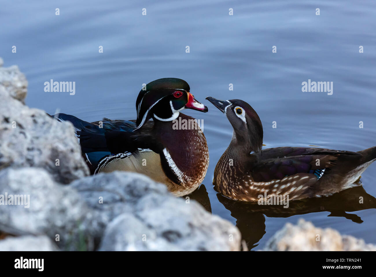 Wood Duck (Aix sponsa) male and female on Sanibel Island, Florida Stock ...