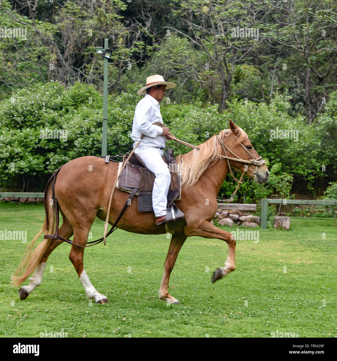 Peruvian Paso Horse High Resolution Stock Photography and Images - Alamy