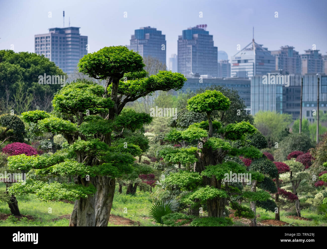 The Sen Lin park(especially name in Chinese language) public park in ...
