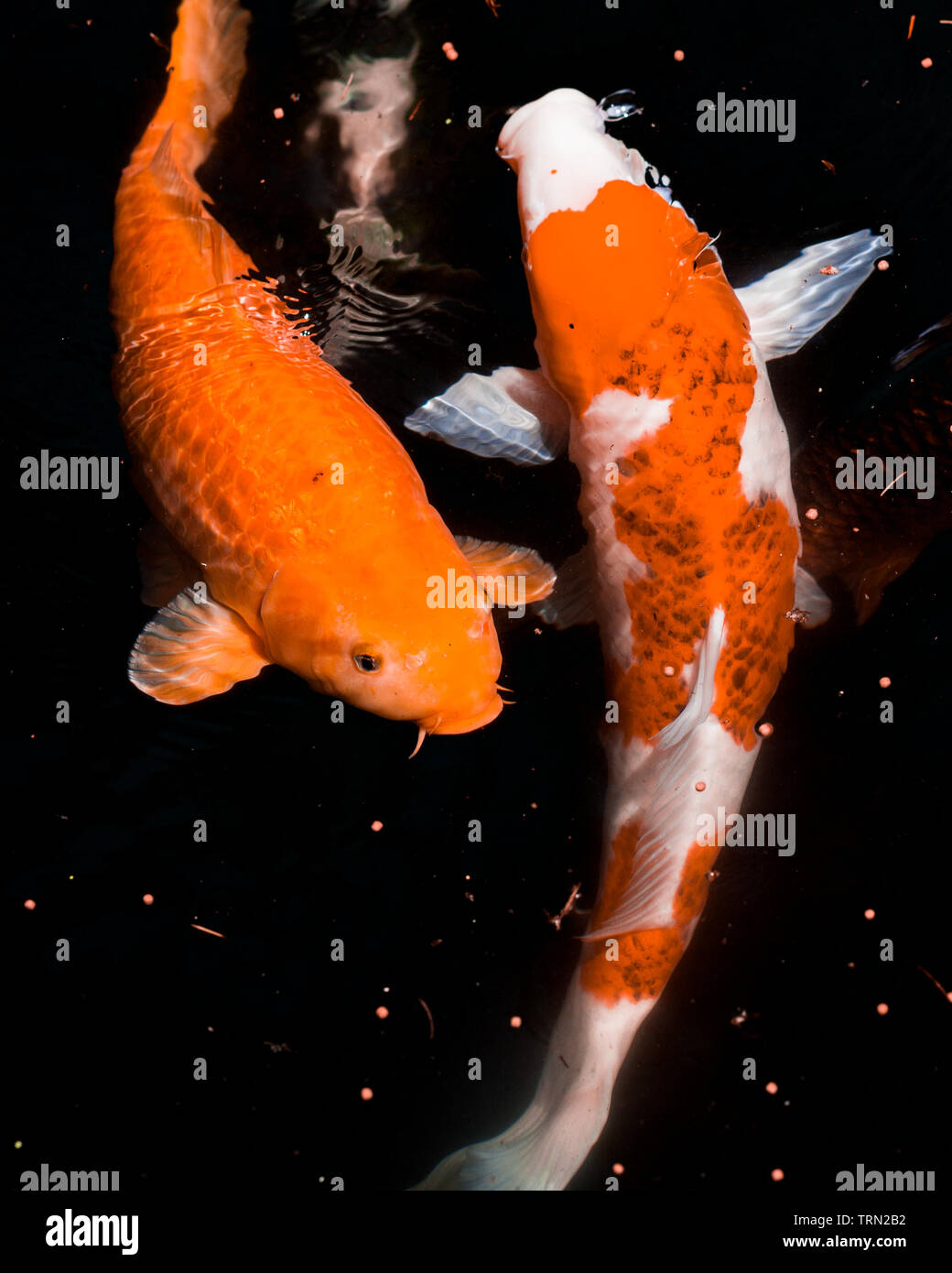 Yin yang fish hi-res stock photography and images - Alamy