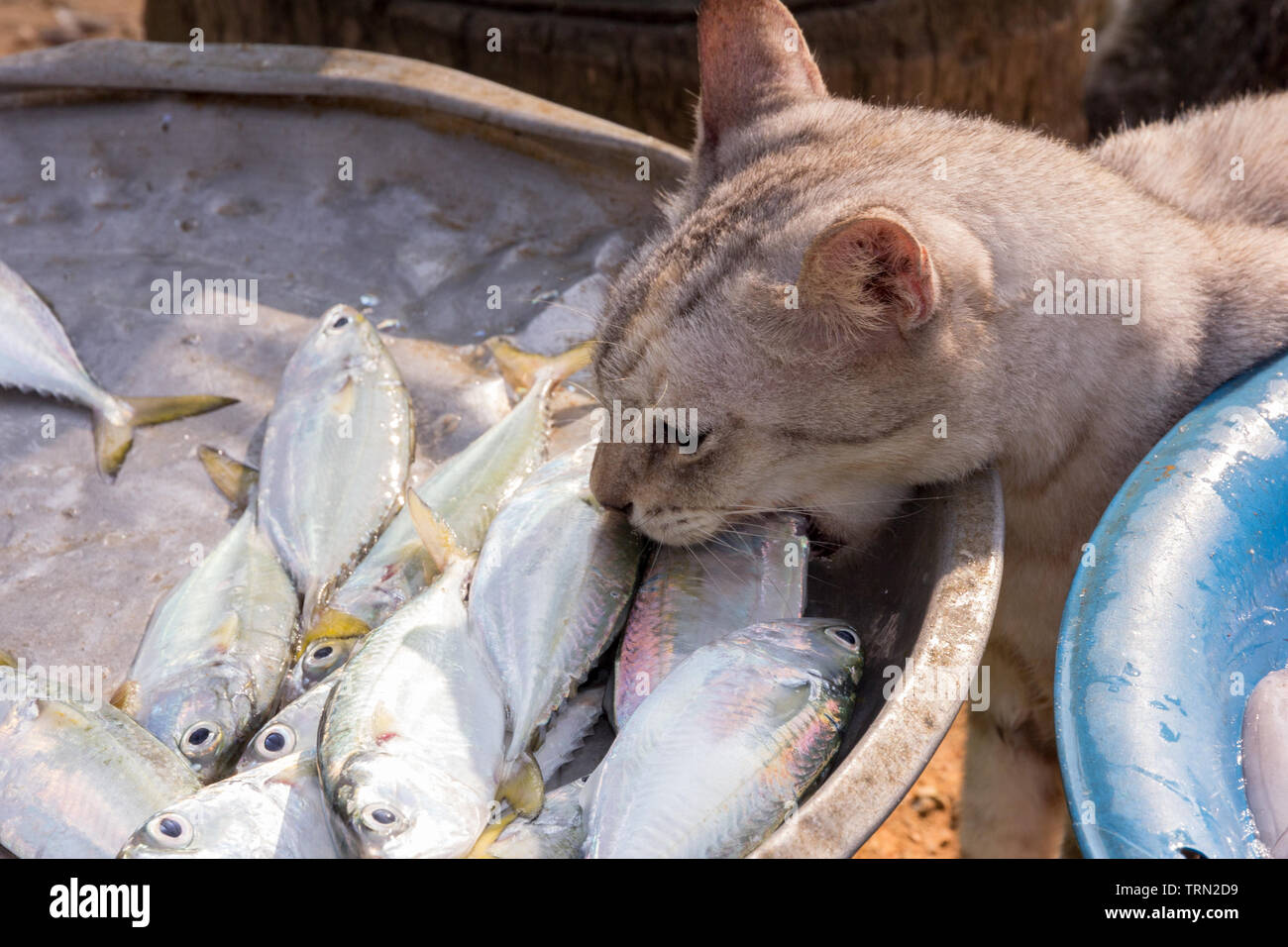 Cat stealing a fish from a tray at a market Stock Photo - Alamy