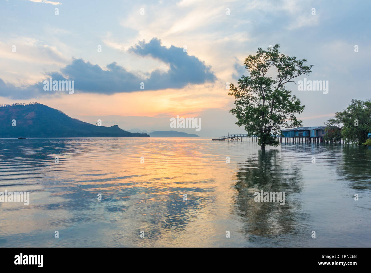 Mangrove tree hi-res stock photography and images - Alamy
