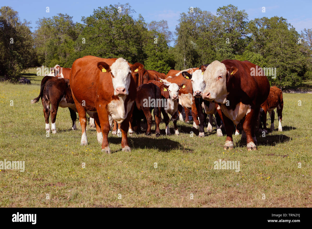 Livestock group cows cattle hi-res stock photography and images - Alamy