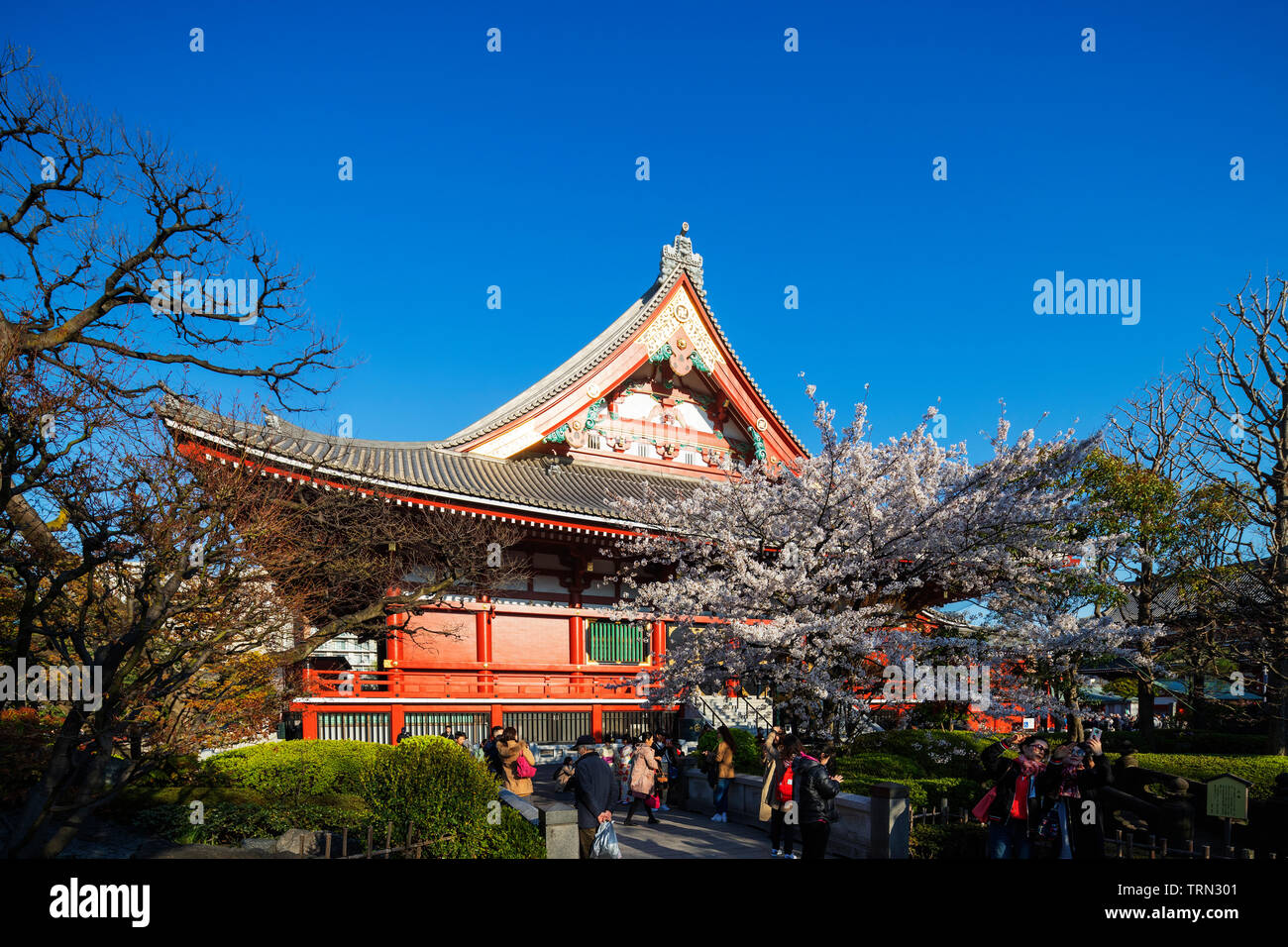 Asia, Japan, Tokyo, spring cherry blossoms, Asakusa, Sensoji temple ...