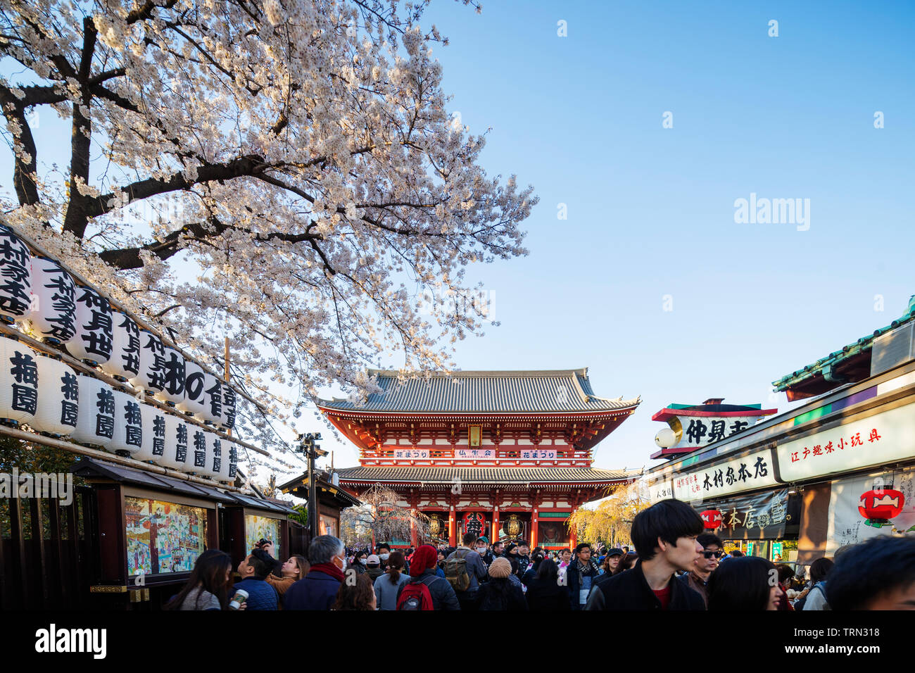 Asia, Japan, Tokyo, spring cherry blossoms, Asakusa, Sensoji temple ...