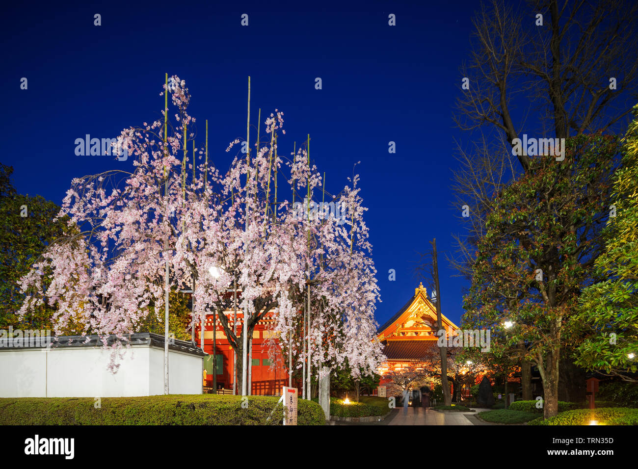 Asia, Japan, Tokyo, spring cherry blossoms, Asakusa, Sensoji temple ...