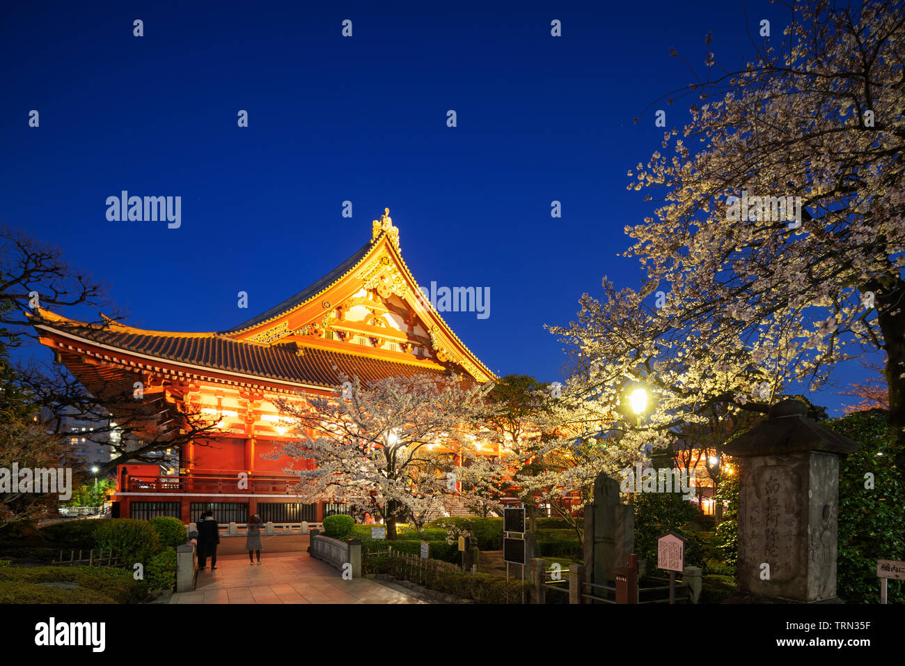 Asia, Japan, Tokyo, spring cherry blossoms, Asakusa, Sensoji temple ...