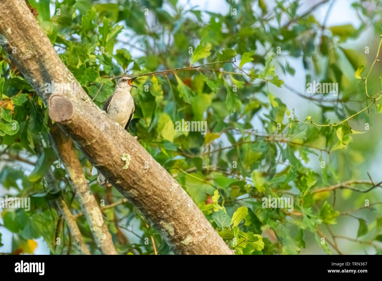 singing mocking bird in oak tree Stock Photo - Alamy