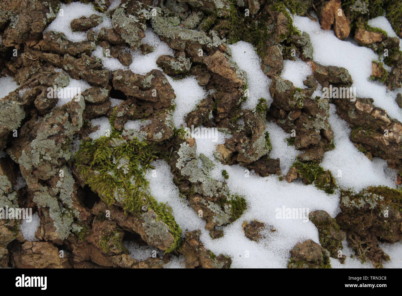 Tree roots snow hi-res stock photography and images - Alamy